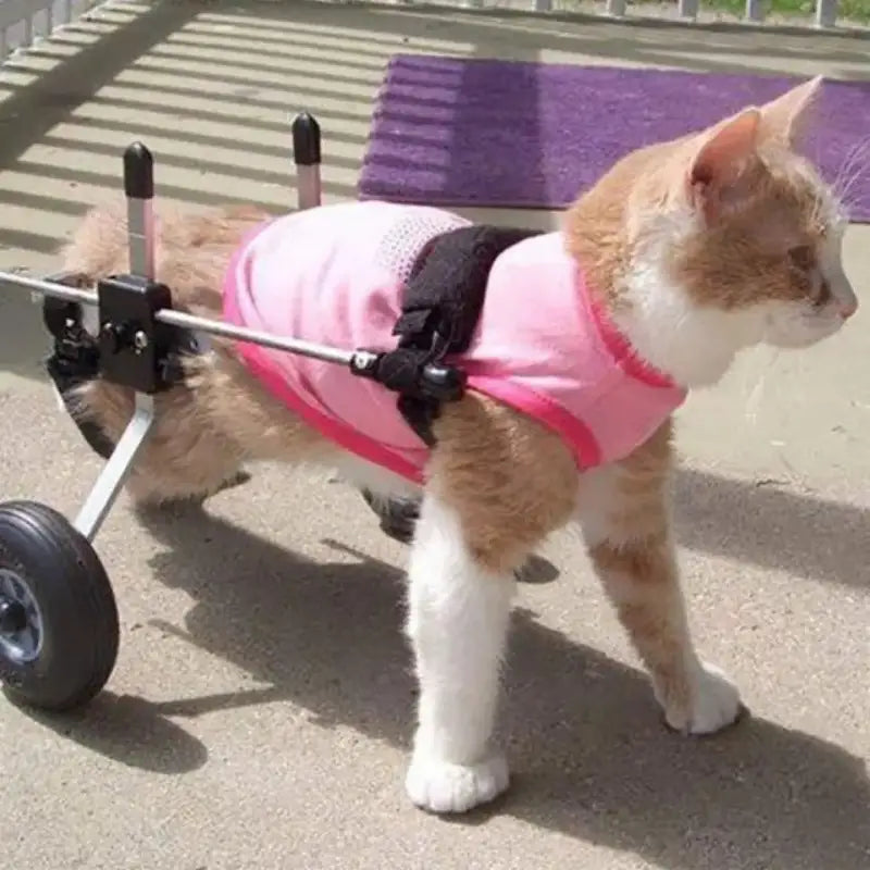 chariot chat handicapé | Orderkeen