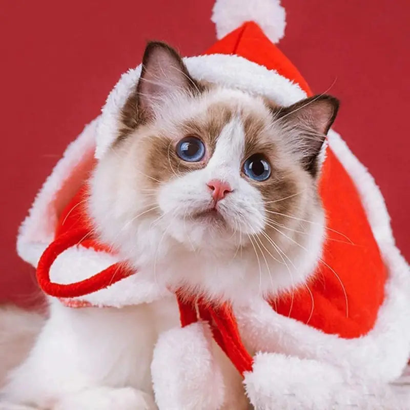 Costume Noel Pour Chat | Orderkeen