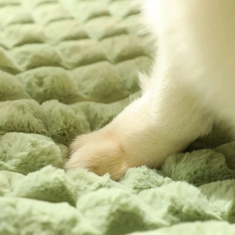 Matelas pour Chat | Orderkeen